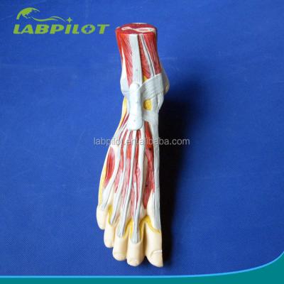 China Anatomical Model of the Foot Human Life Size Detailed Median Sagittal Section Anatomy for sale
