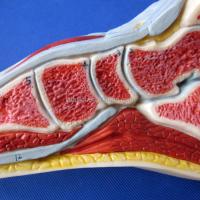 China Anatomical Model of the Foot Human Life Size Detailed Median Sagittal Section Anatomy for sale