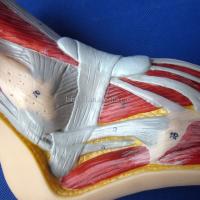 China Anatomical Model of the Foot Human Life Size Detailed Median Sagittal Section Anatomy for sale