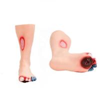 China Human Life Size Foot Model The Essential Tool for Diabetic Foot Care Professionals for sale