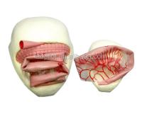 China PVC Bowel Anastomosis Training Model for Small Intestine Anastomosis Practice for sale