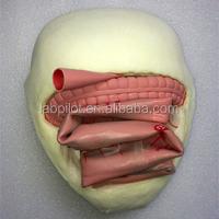 China PVC Bowel Anastomosis Training Model for Small Intestine Anastomosis Practice for sale