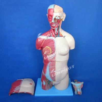 China Advantage of 333 Numbered Positions Human Anatomy Torso Model with Muscles and Organs for sale