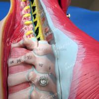 China Advantage of 333 Numbered Positions Human Anatomy Torso Model with Muscles and Organs for sale