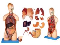 China Advantage of 333 Numbered Positions Human Anatomy Torso Model with Muscles and Organs for sale