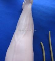 China Medical Science Venipuncture and IM Injection Training Arm Model with Spared Skin for sale