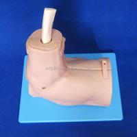 China Vivid Shoulder Joint Anatomy Training Model with Detachable Shoulder Arthroscopy Simulator for sale