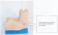 China Vivid Shoulder Joint Anatomy Training Model with Detachable Shoulder Arthroscopy Simulator for sale