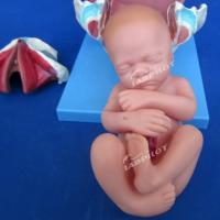 China Medical Anatomical Demonstration Model Childbirth Pelvis and Full-term Fetus Model for sale