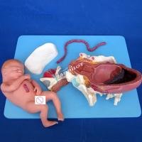 China Medical Anatomical Demonstration Model Childbirth Pelvis and Full-term Fetus Model for sale