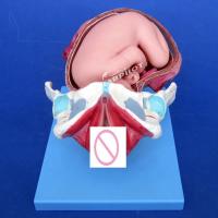 China Medical Anatomical Demonstration Model Childbirth Pelvis and Full-term Fetus Model for sale