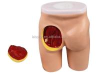 China Comprehensive IM Injection Teaching Model for Gluteal Muscles and Anatomy Education for sale
