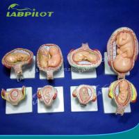 China Take Your Medical Training to the Next Level with Anatomical Pregnancy Simulators for sale