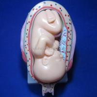 China Take Your Medical Training to the Next Level with Anatomical Pregnancy Simulators for sale