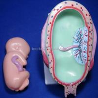 China Take Your Medical Training to the Next Level with Anatomical Pregnancy Simulators for sale