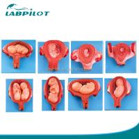 China Human Life Size Embryo Development Models with Highly Detailed Anatomical Structures for sale