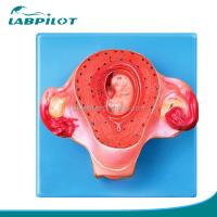 China Advanced PVC Uterus Model for Second Month Pregnancy Anatomical Uterus Demonstration for sale