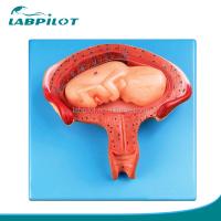 China Medical Science Manikin Fourth Month Embryo Model for Pregnant Uterus and Ovary Anatomy for sale