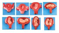 China Vivid Human Histoembryology Model Fifth Month Embryo Fetus and Uterus Anatomical Model for sale