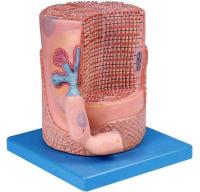 China Advanced PVC Medical Science Anatomical Model Skeletal Muscle Fibers Nucleus of Muscle Cell 3D Model for sale