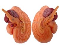 China 8 Parts Deluxe Human Teaching Plastic Brain Model for Hospitals Nervous System Anatomy for sale