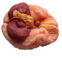 China 8 Parts Deluxe Human Teaching Plastic Brain Model for Hospitals Nervous System Anatomy for sale