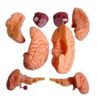 China 8 Parts Deluxe Human Teaching Plastic Brain Model for Hospitals Nervous System Anatomy for sale