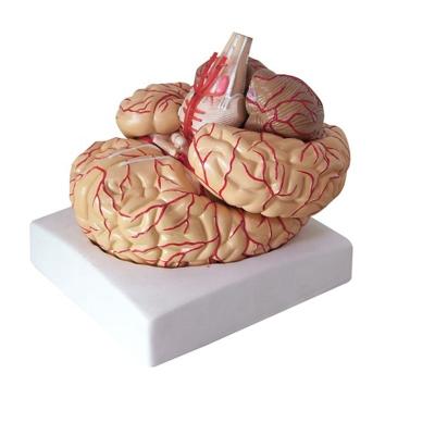 China Anatomical Model for Displaying Brainstem Anatomy Medical Hemispheric Teaching Tool for sale