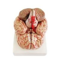 China Anatomical Model for Displaying Brainstem Anatomy Medical Hemispheric Teaching Tool for sale