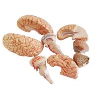 China Anatomical Model for Displaying Brainstem Anatomy Medical Hemispheric Teaching Tool for sale