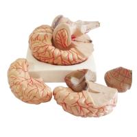 China Anatomical Model for Displaying Brainstem Anatomy Medical Hemispheric Teaching Tool for sale