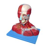China Medical Study Advanced PVC Human Head Muscles Nerves and Brain Anatomical Torso Model for sale