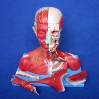 China Medical Study Advanced PVC Human Head Muscles Nerves and Brain Anatomical Torso Model for sale