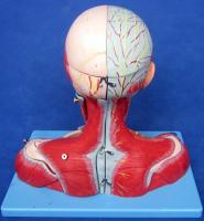 China Medical Study Advanced PVC Human Head Muscles Nerves and Brain Anatomical Torso Model for sale
