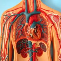 China Human Vasculature Models Displaying Anatomy of the Cardiovascular System for Training for sale
