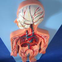 China Human Vasculature Models Displaying Anatomy of the Cardiovascular System for Training for sale
