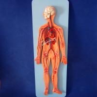 China Human Vasculature Models Displaying Anatomy of the Cardiovascular System for Training for sale
