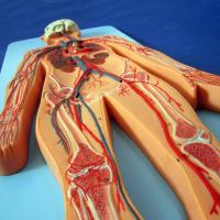 China Human Vasculature Models Displaying Anatomy of the Cardiovascular System for Training for sale