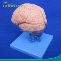 China Human Life Size 3D Teaching Anatomy Model 15 Detachable Pieces for Medical Science for sale