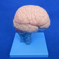 China Human Life Size 3D Teaching Anatomy Model 15 Detachable Pieces for Medical Science for sale