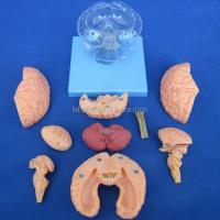 China Human Life Size 3D Teaching Anatomy Model 15 Detachable Pieces for Medical Science for sale