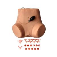 China Human Life Size Pelvic and Vagina Examination Manikin for Patients Care Demonstration for sale