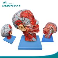 China Two-sided Half Head and Brain Model for Hospitals Displaying Head Median Sagittal Section for sale