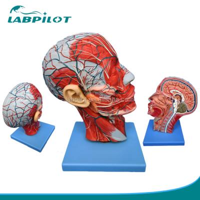 China Two-sided Half Head and Brain Model for Hospitals Displaying Head Median Sagittal Section for sale