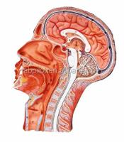 China Two-sided Half Head and Brain Model for Hospitals Displaying Head Median Sagittal Section for sale