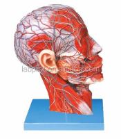 China Two-sided Half Head and Brain Model for Hospitals Displaying Head Median Sagittal Section for sale