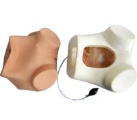 China Human Life Size Pelvic and Vagina Examination Manikin for Patients Care Demonstration for sale
