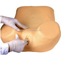 China Human Life Size Pelvic and Vagina Examination Manikin for Patients Care Demonstration for sale