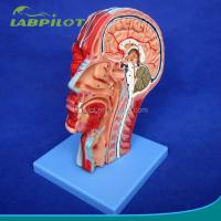 China Educational Demonstration Anatomical Half Head Model with Brain and Vessels for sale