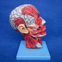 China Educational Demonstration Anatomical Half Head Model with Brain and Vessels for sale